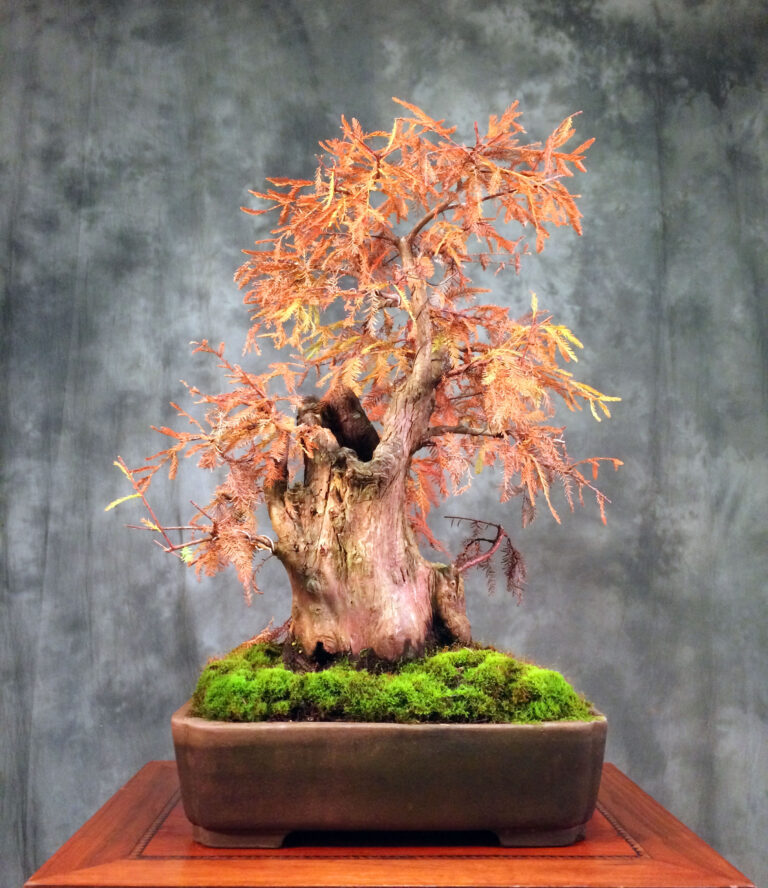 Fall Color | Bonsai Society of Brevard