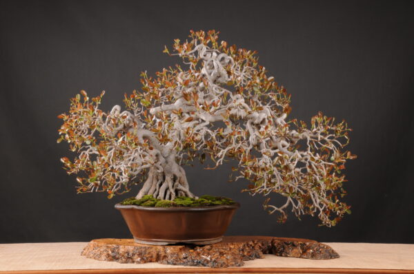Bonsai Vision | Bonsai Society of Brevard