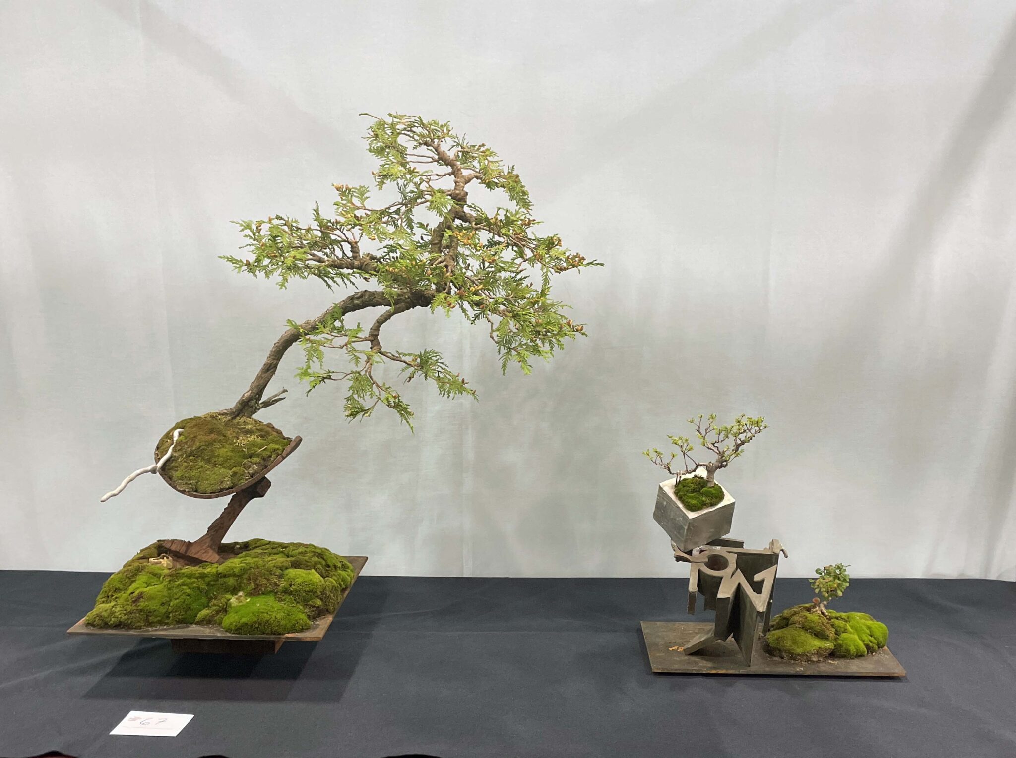 Reflections from the 2025 US National Bonsai Exhibition | Bonsai ...