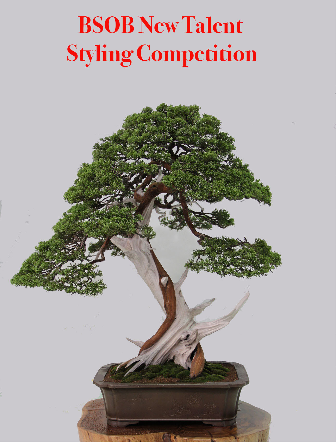 Bonsai Styling Competition | Bonsai Society of Brevard