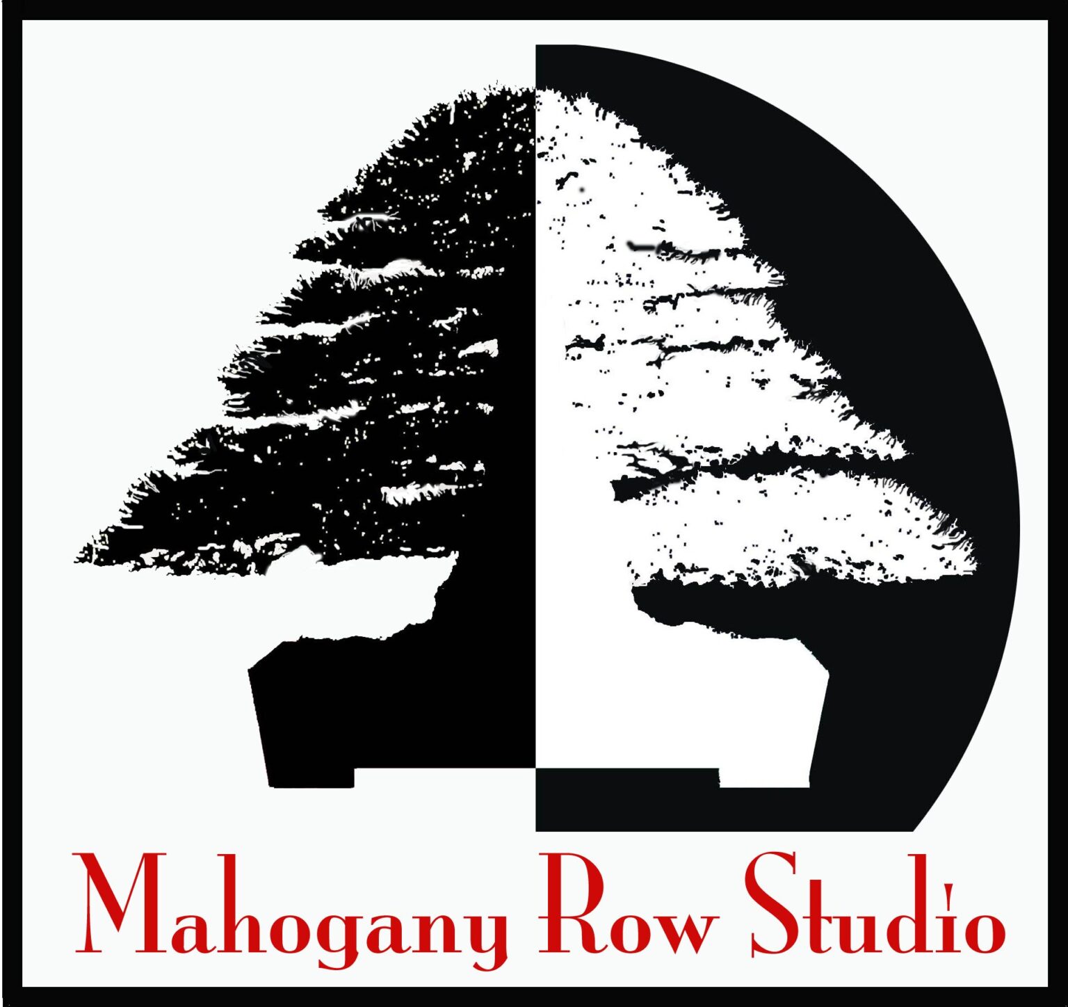 Japanese Black Pine In Brevard County Florida | Bonsai Society of Brevard